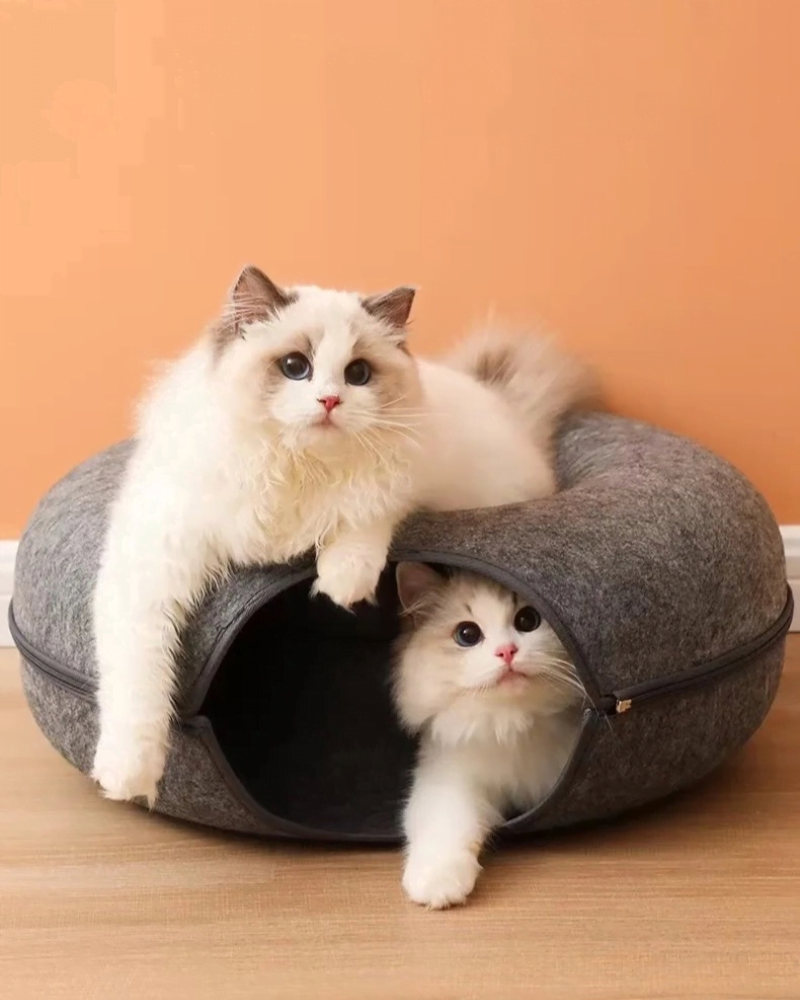 PawKitty Cave Bed for Multiple Cats: The Ultimate Cozy Den