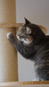 Shop the Best Cat Products and Accessories Online | PawKitty